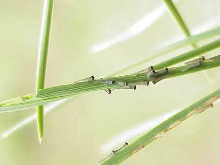 European Pine Sawfly and Pine Needle Scale - Christmas Trees - MSU ...