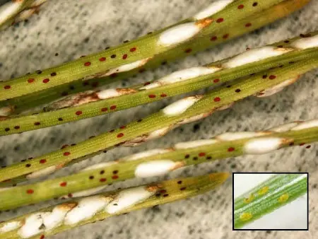 European Pine Sawfly and Pine Needle Scale - Christmas Trees - MSU ...