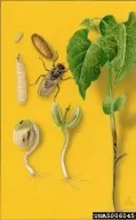 Seedcorn Maggot - Corn - MSU - Enviroweather